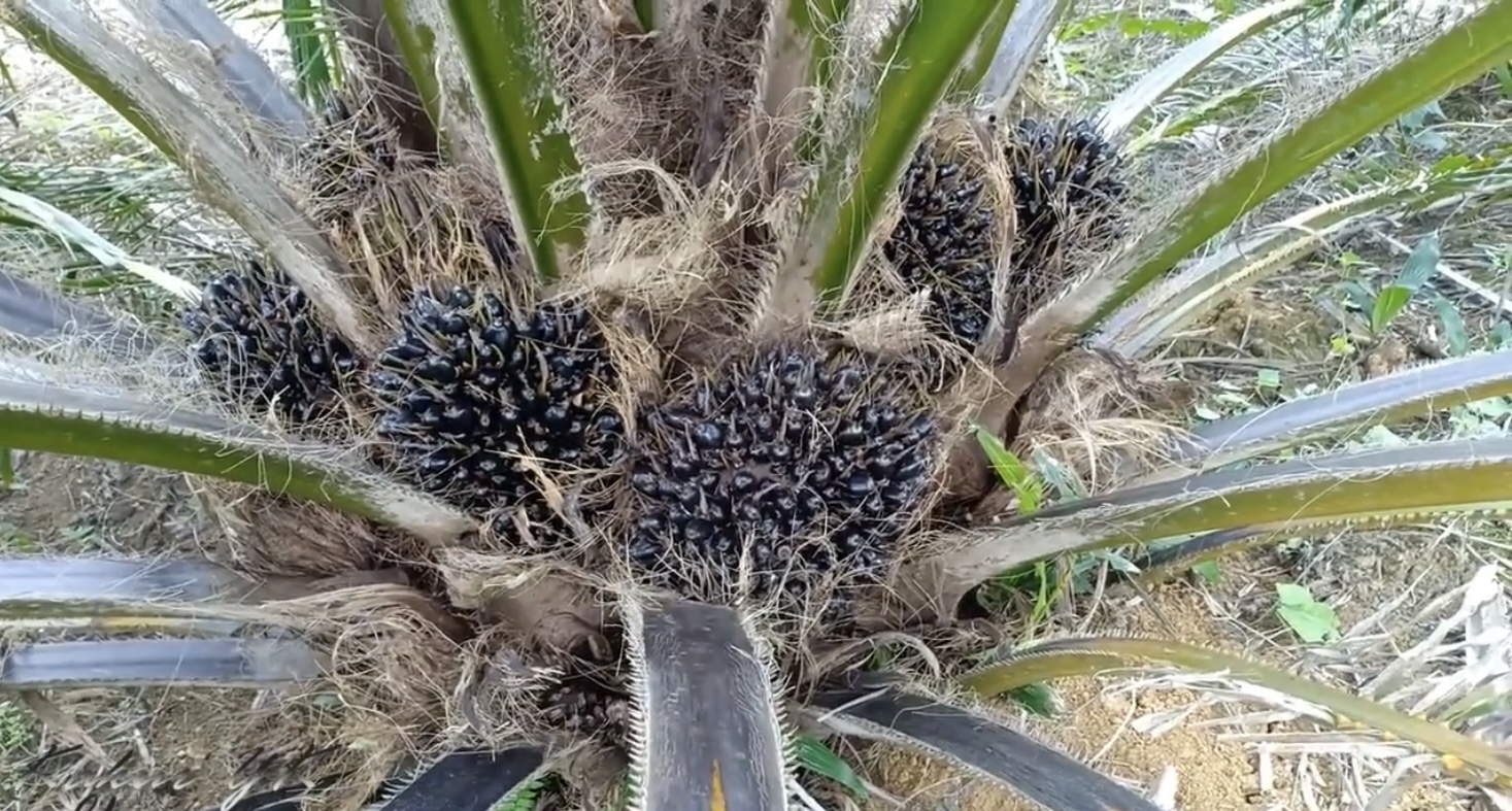 Pelajari Jenis Kelapa Sawit Ini, Agar Tahu Mana Yang Unggul! | Arvis