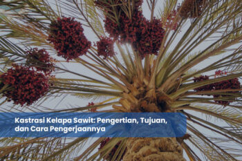 Kastrasi Kelapa Sawit: Pengertian, Tujuan, dan Cara Pengerjaannya | Arvis